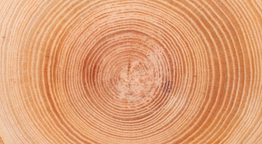 Geneva Fine Art Analysis - Bois